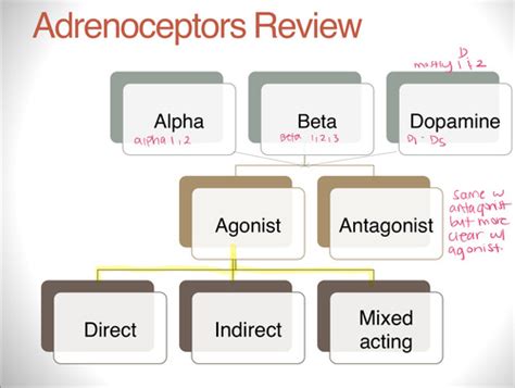 Adrenergic Pharmacology Flashcards Quizlet