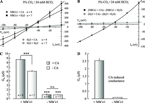 Membrane Currents And Conductance In Nbce1 Expressing Oocytes With And