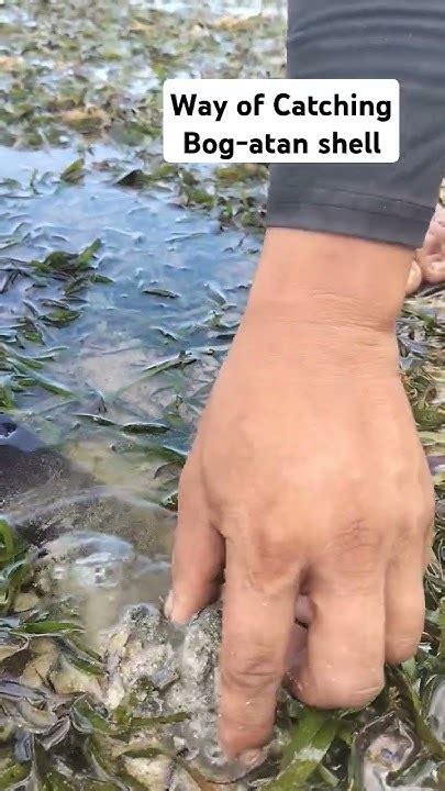 Bog Atan Shell Seafood Seashell Seafoodslover Seaadventure