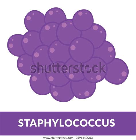 Coccus Morphology Staphylococcus Shape Illustration Stock Vector