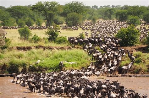 A Complete Guide To Wildebeest Migration In Kenya And Tanzania Safari