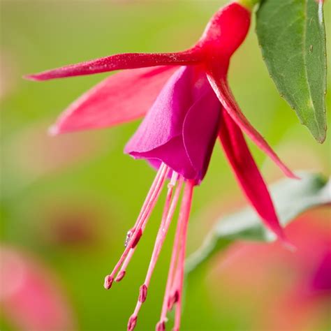 Fuchsia David C1