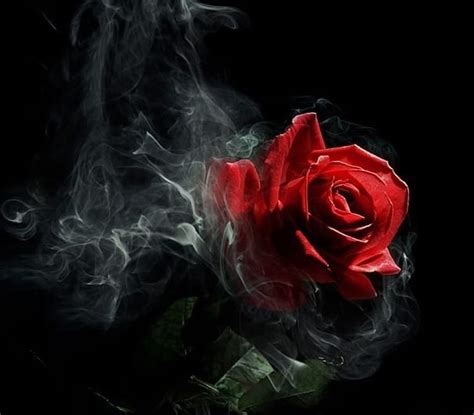 عکس پروفایل گل زیبا و شیک، خاص و جدید دخترانه برای واتساپ و تلگرام