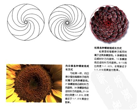 斐波那契数列图解斐波那契数列k线图解 伤感说说吧 斐波那契数列图解斐波那契数列k线图解 伤感说说吧