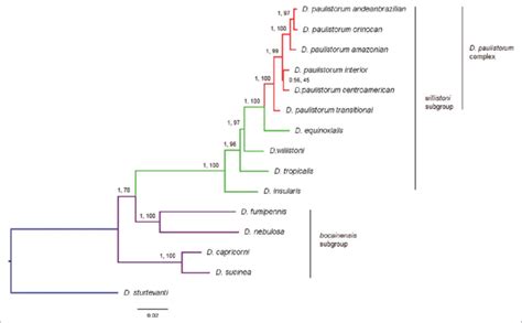 Bayesian Inference Tree Obtained With The Molecular Dataset The