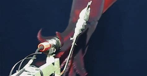 영상 헤드라이트 달았네심해 희귀 대형 오징어 포착