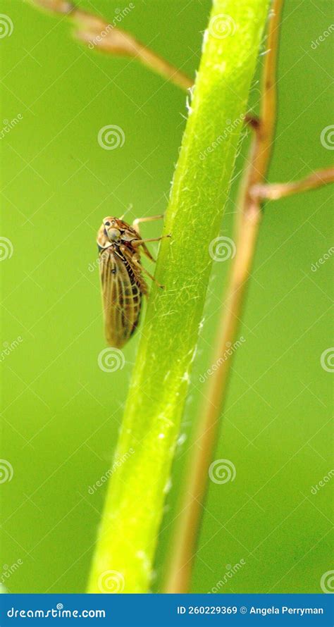 Leafhopper On A Leaf Stock Image Image Of Close Green 260229369