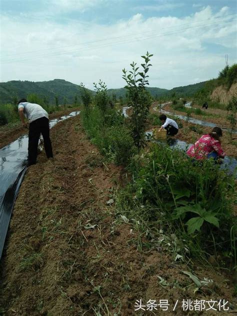 暴風雨即將來臨，農民大哥大姐正在抓緊時間播種，插苗，我們共同祈福他們 每日頭條