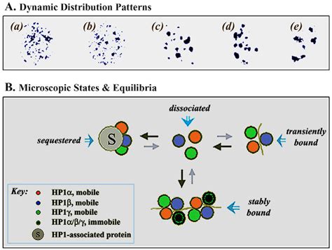 hypothetical model explaining hp1 plasticity a characteristic