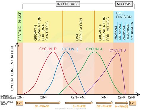 Cell Cycle 1 4 1 Dp Ib Biology Hl Revision Notes 2016 Save My Exams