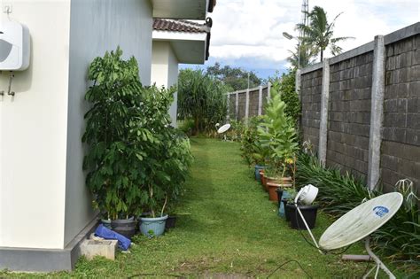 Passiflora Edulis Forma Flavicarpa