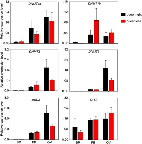 The Expression Patterns Of Dna Methylation Related Genes In Different Download Scientific