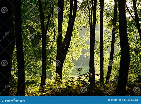 Sunlight Filtering Through The Trees In Woodland Stock Photo Image Of Seasonal Scenery 41309194