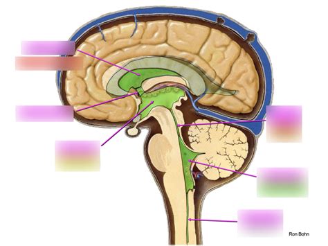 Neuro Final Labeling Diagram Quizlet