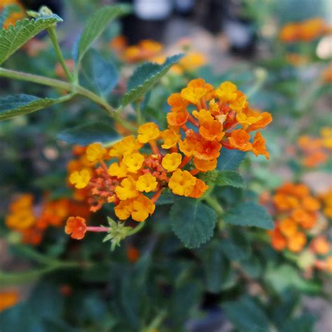 Shop ‘lantana Radiation Plant Care And Growing Guide Planet Desert