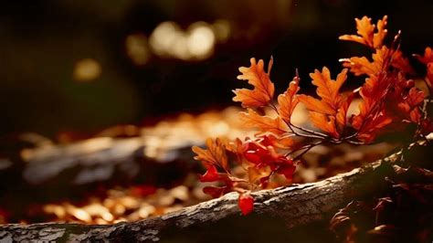 432hz Autumn Serenity Forest Ambience And Peaceful Meditation Music