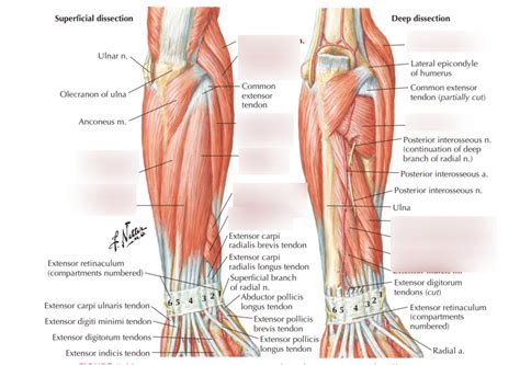 Diagram Of S3w2 Posterior Forearm Musculature Quizlet