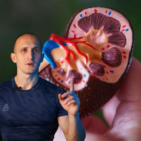 Как понять что с почками не всё в порядке Основные симптомы и принцип работы почек Андрей