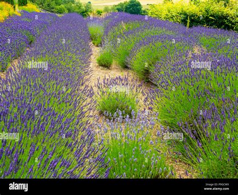 Lavender Plants Variety Lavandin Grosso As Grown In Provence In Full