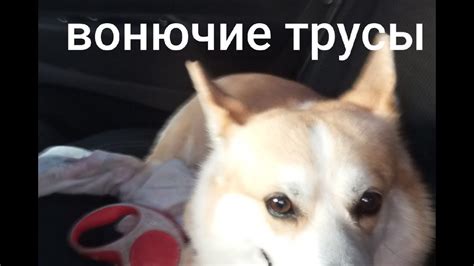 и вновь что то грядет Youtube