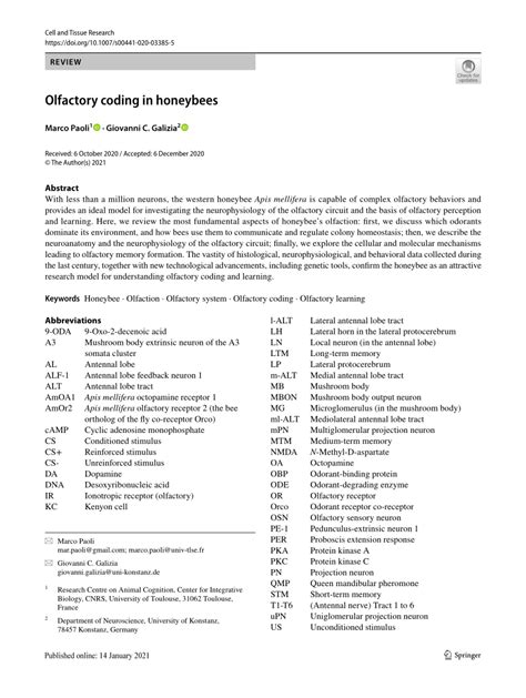 Pdf Olfactory Coding In Honeybees