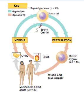 Genetics Chapter Sex Determination And The Influence Of Sex On Inheritance Flashcards Quizlet