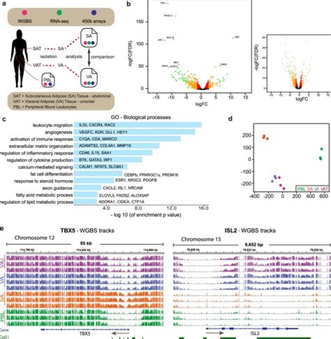 Methylome And Transcriptome Maps Of Human Visceral And Subcutaneous
