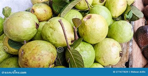 A Collection Of Guava Fruit Sold At The Fruit Market Stock Image Image Of Delicious Freshness
