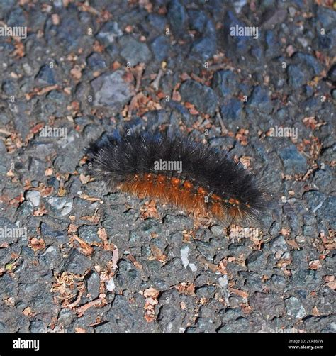 Fuzzy Black Caterpillar