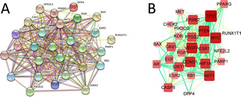 Ppi Network A Interaction Network Of Common Target Proteins Related To