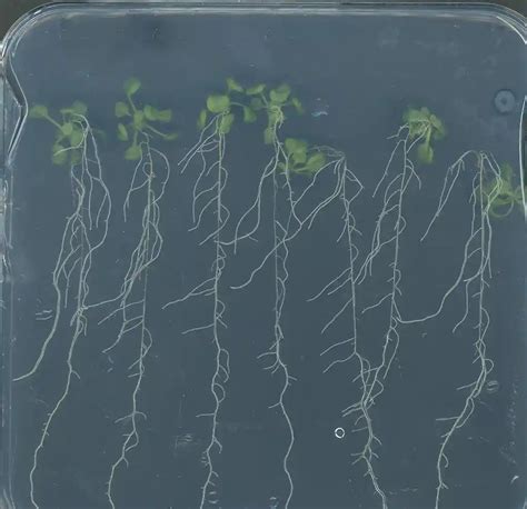 Unlocking The Potential Of Root Phenotyping Lemnatec