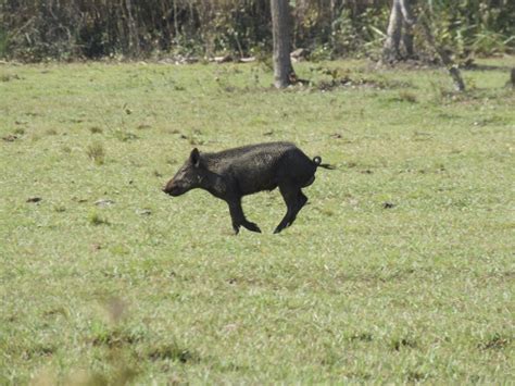 Feral Pig Wild Expedition