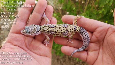 Freeze Fasciolatus Mack Snow Eclipse Geeky Gecko Creations