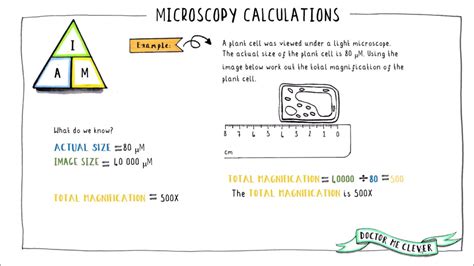 Triangle Magnification Equation At Emma Gresswell Blog