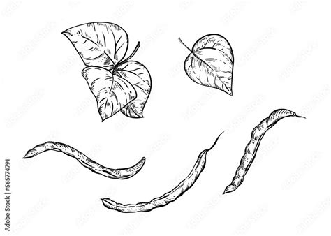 Hand Drawn Sketch Black And White Illustration Set Of String Bean Leaf