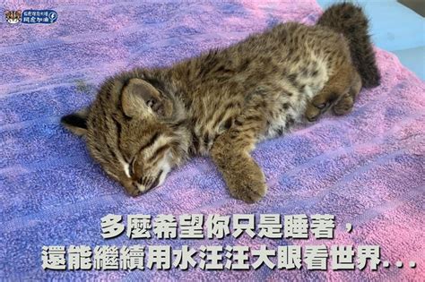 小石虎失親獲救前遭遊蕩貓攻擊 送醫不治 鏡週刊 Mirror Media
