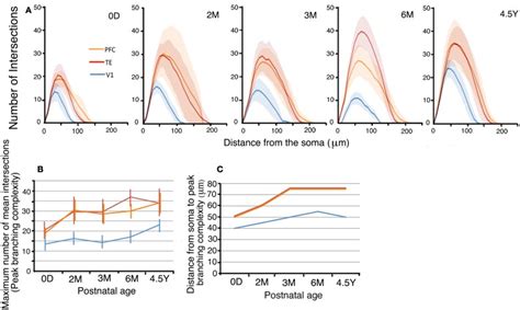A Sholl Plots Of The Branching Patterns Of The Basal Dendritic Trees