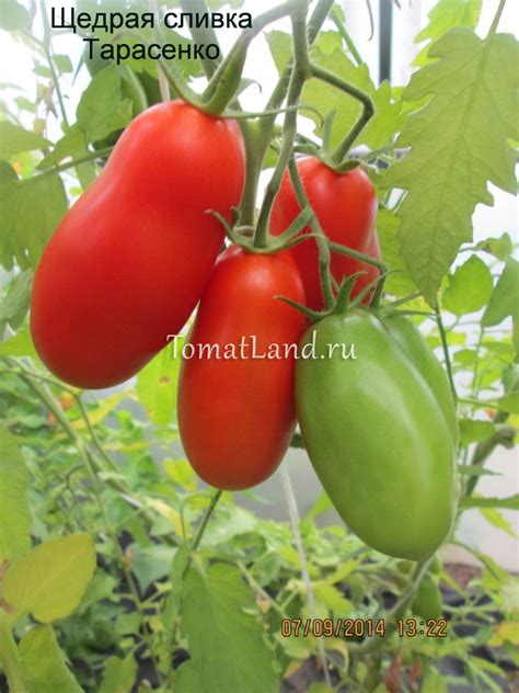 Томат Щедрая сливка Тарасенко: отзывы, фото, урожайность | tomatland.ru