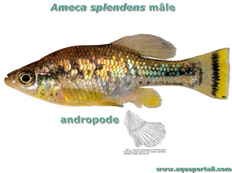 Antipode Définition Et Explications