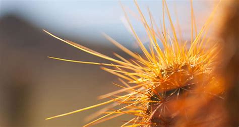 Everyone Has Sharp Edges Nicole C Weiss Lcsw