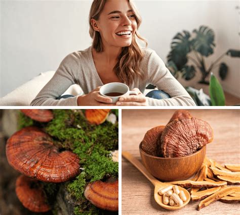 Unlock The Power Of Purity The Best Reishi Mushroom Supplements For