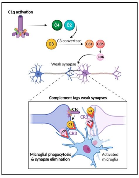Ijms Free Full Text The Importance Of Complement Mediated Immune Signaling In Alzheimers