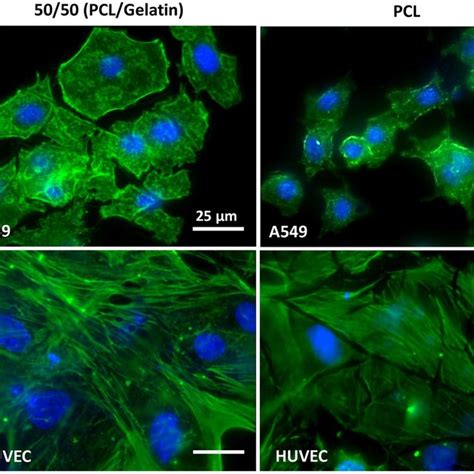 A Schematic Representation Of The Micro Nano Biomimetic System Used Download Scientific