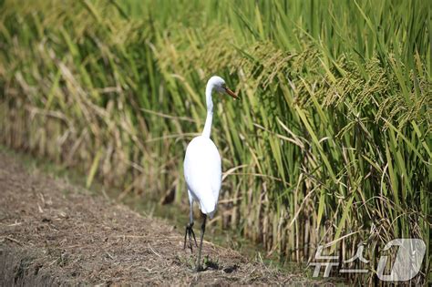 백로 白鷺 야 백로 白露 다가온다 뉴스1