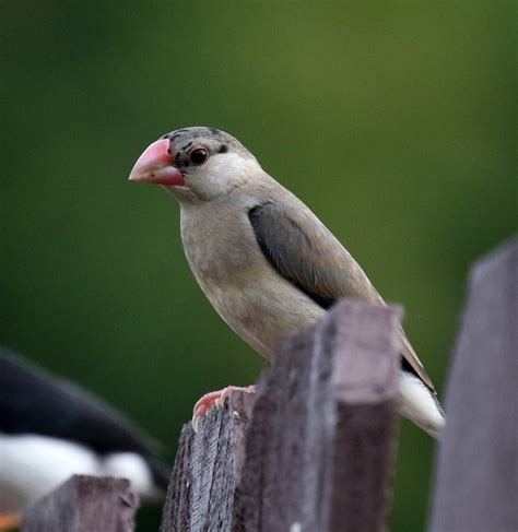 Java Sparrow