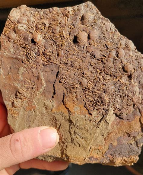 Paleocurrent Hash Plate Paleozoic The Fossil Forum