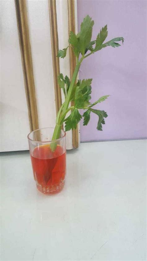 Gallery Learn Science Through Experiments