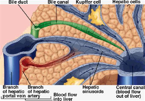 Gim3 Liver And Gallbladder Function Flashcards Quizlet