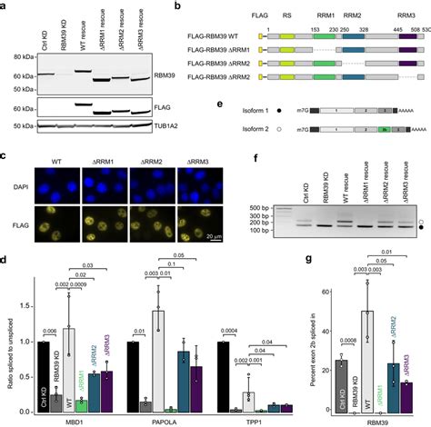 Contributions Of The Three Rbm39 Rna Recognition Motifs To Splicing