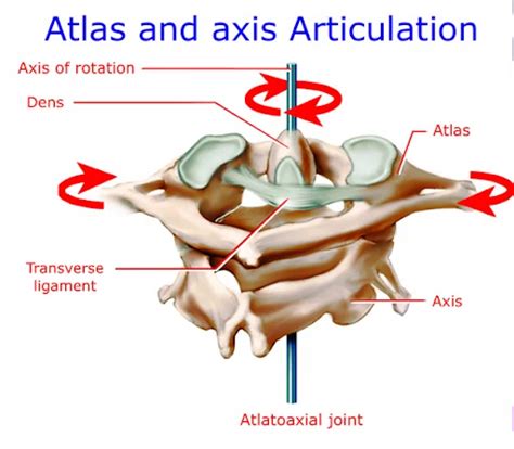 Ini Cet High Yield Questions For Anatomy